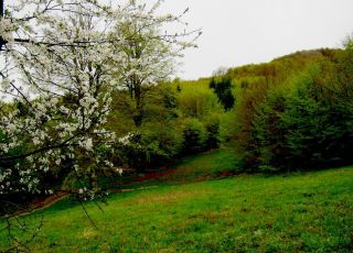 Хижа Узана в Узана, отзиви, снимки, информация - Почивка.бг