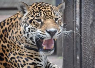 Зоопарк Ловеч, информация, отзиви, карта и снимки - Почивка.бг